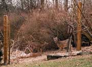 Got Deer? | Lowcountry Weekly