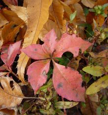 Native Plants in Autumn | Lowcountry Weekly