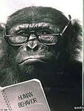 Monkey-vision | Lowcountry Weekly