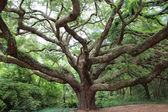 Still Standing, The Beauty of Southern Trees | Lowcountry Weekly