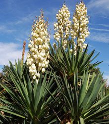 Yuccas: A Tough, Pointy, Pretty Versatile Native | Lowcountry Weekly