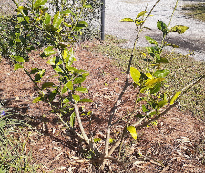 The Resilience and Recovery of Mr. Lemon | Lowcountry Weekly