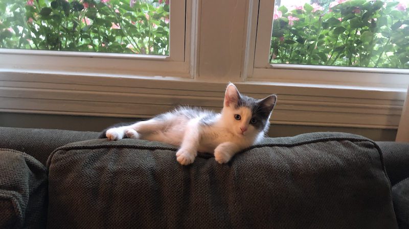 Kitten Smitten | Lowcountry Weekly