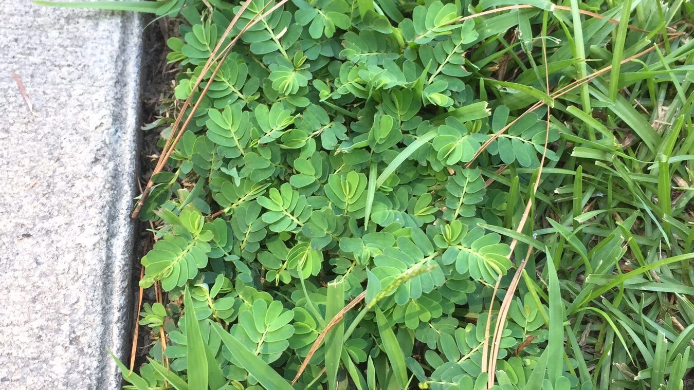 Oh, Those Wily Weeds! | Lowcountry Weekly