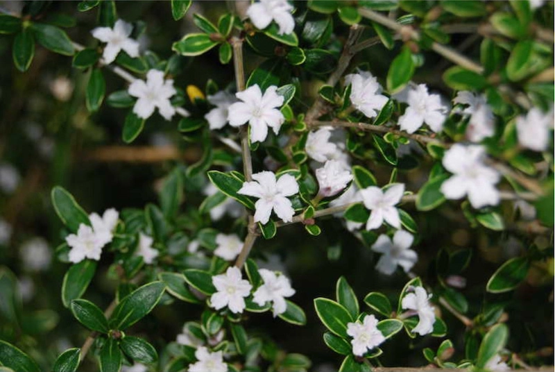 We’re Havin’ a Heatwave | Lowcountry Weekly