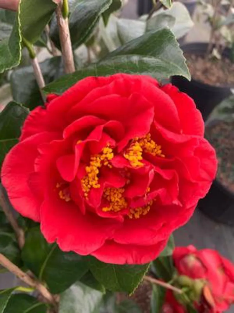 Southern Shrubs: The Iconic Three | Lowcountry Weekly