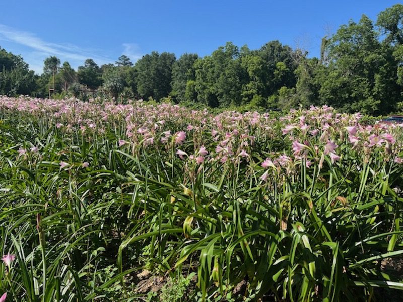 Friday Fun at a Farm | Lowcountry Weekly