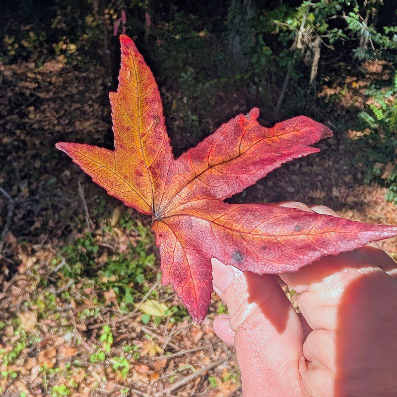Catch a Falling Leaf | Lowcountry Weekly